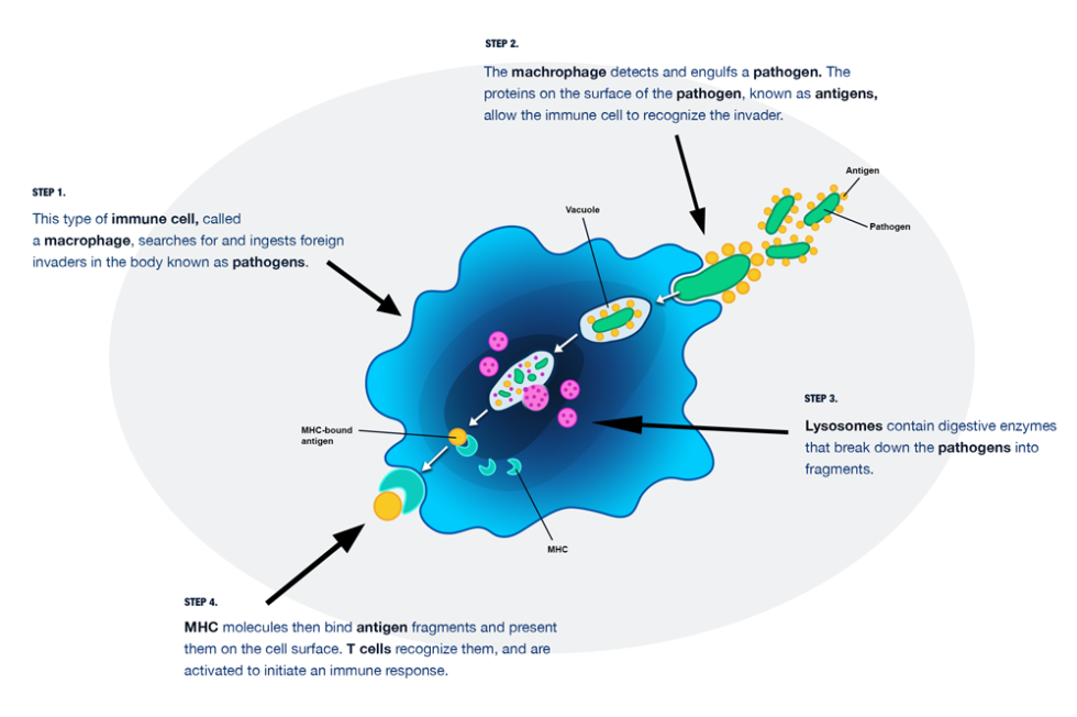 How the immune system responds to foreign invaders - ImmunoGenetics