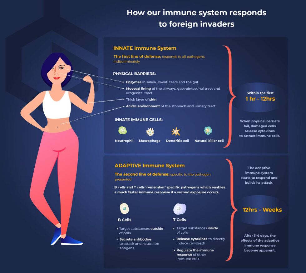 How the immune system responds to foreign invaders - ImmunoGenetics